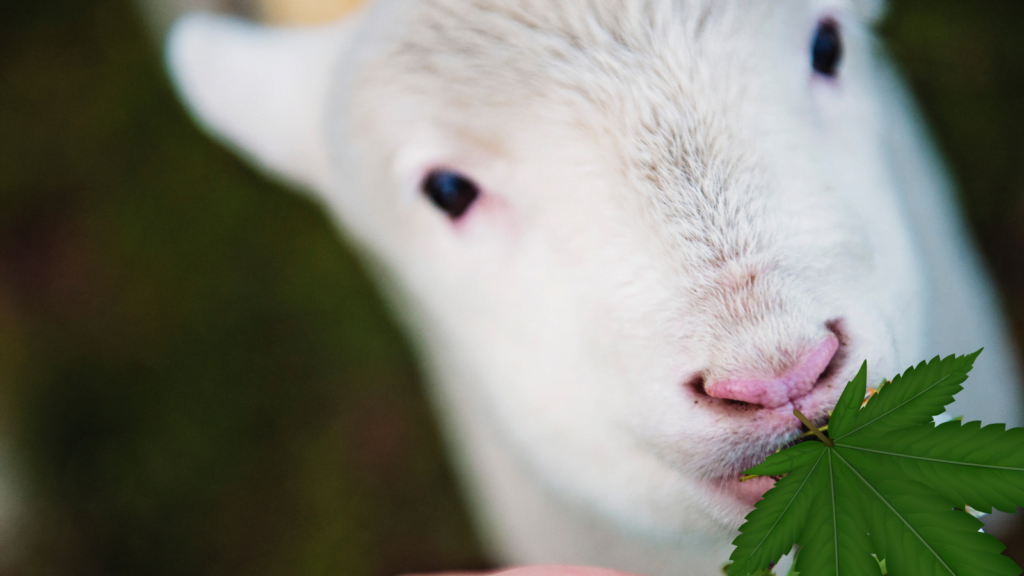 All You Need To Know About Lamb's Bread - Stoned Citizen