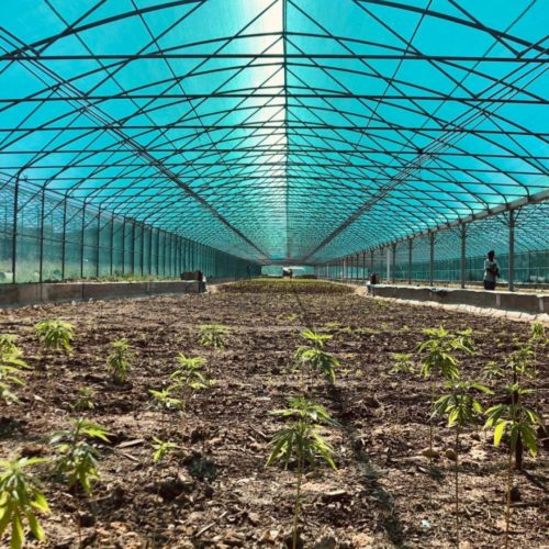 Cheeba Cannabis Academy - Training The Developing Cannabis Industry