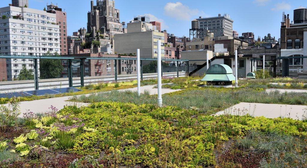 5 Herbs To Grow On A Green Roof - Stoned Citizen