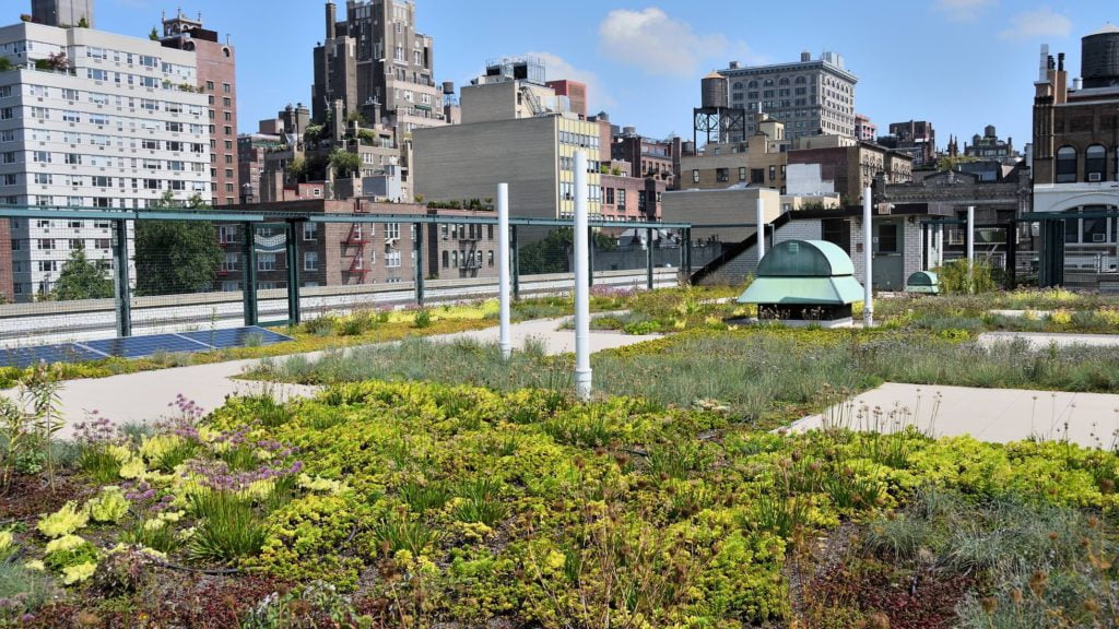 5 Herbs To Grow On A Green Roof - Stoned Citizen