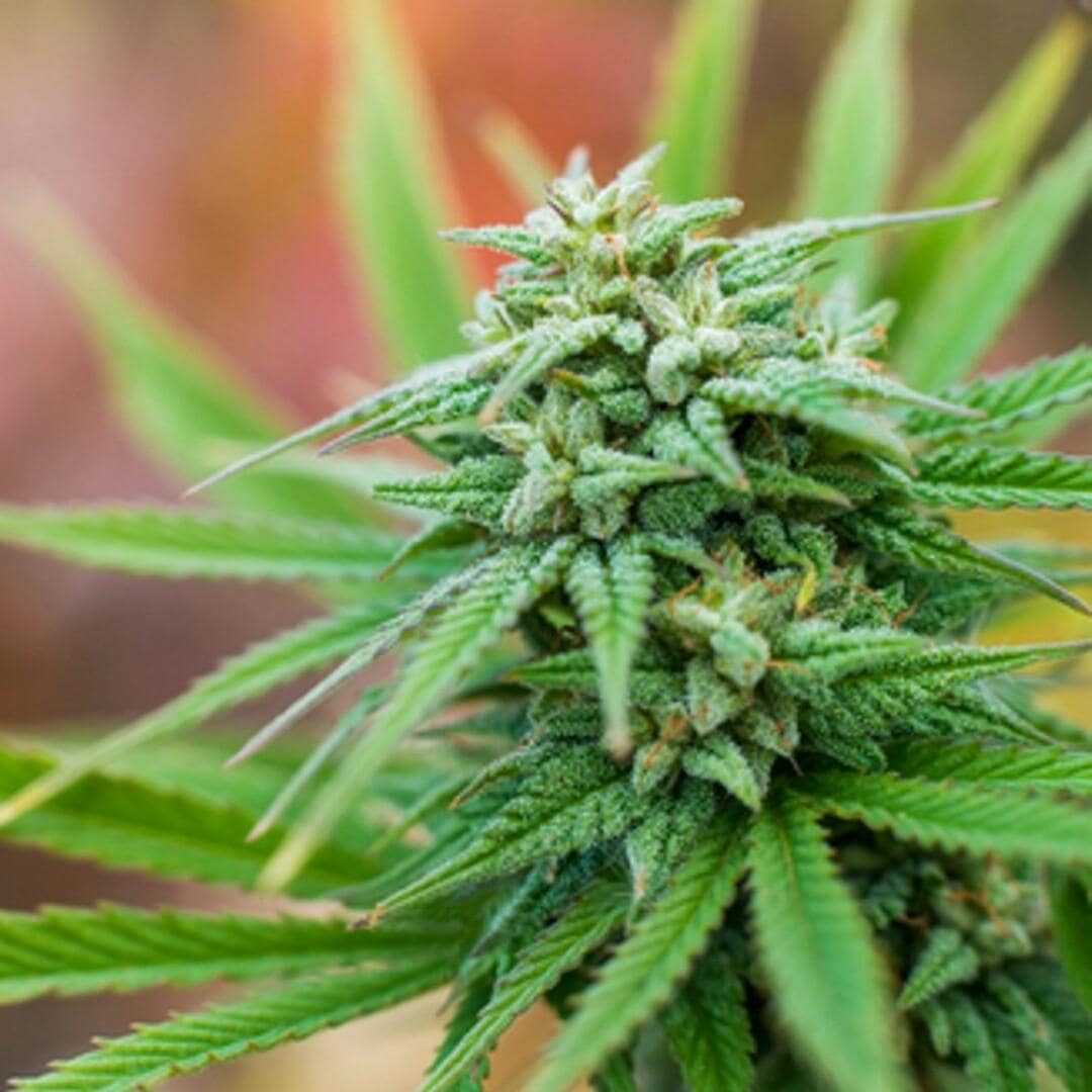 Cannabis Plant Anatomy - An Introduction to Growing Your own Cannabis