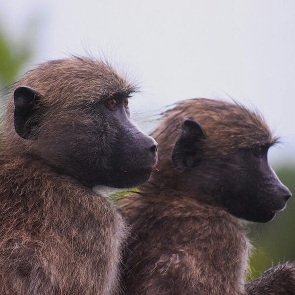 The History Of Simba Chips - Stoned Citizen